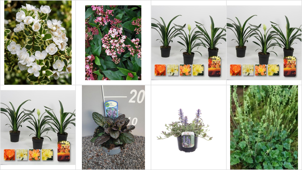 Compare offers for Evergreen Flowering Plants, Plants in Ireland ...